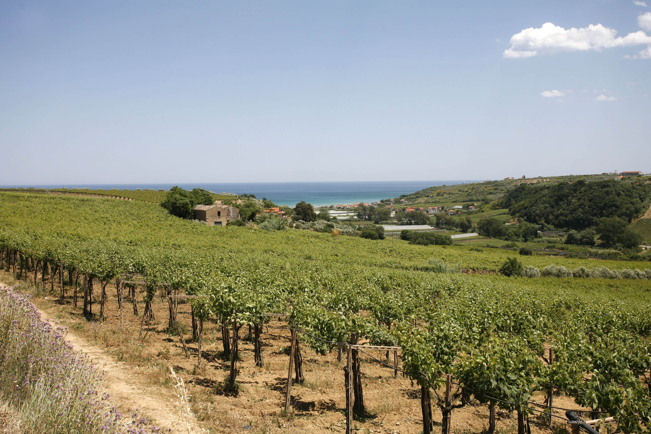 Cantina Tollo | Norex